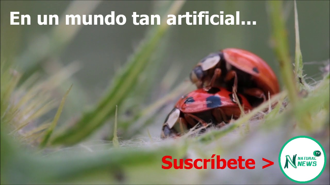 Natural News TV Canal Online de Naturalnews.es Noticias, vídeos ...