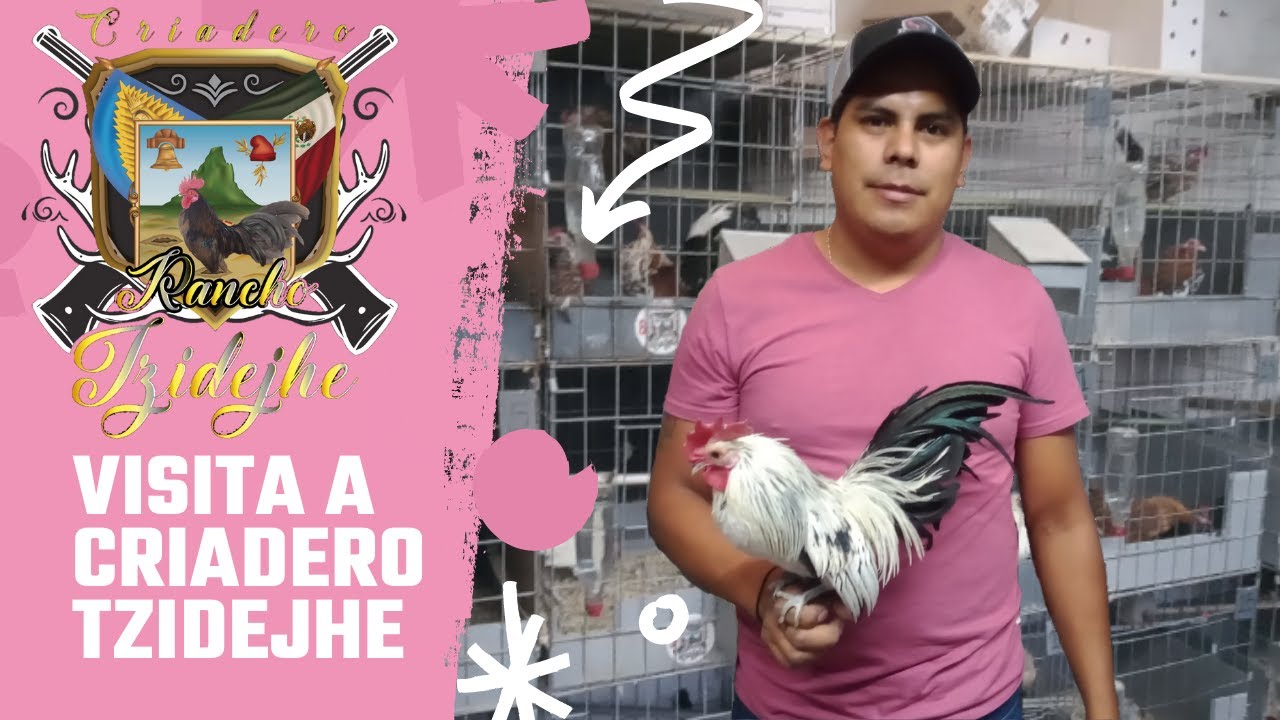visita al criadero tzidejhe de gallos aztecas - YouTube