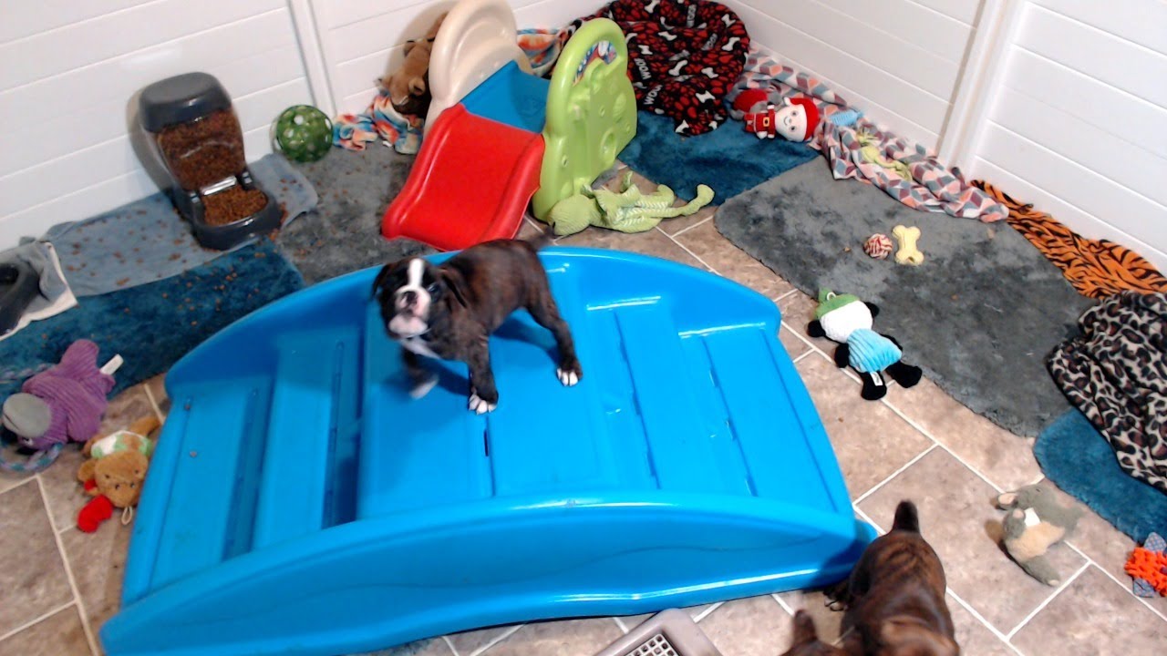 WATCH the Litters of PENNY'S BOXER PUPPIES Live! - YouTube