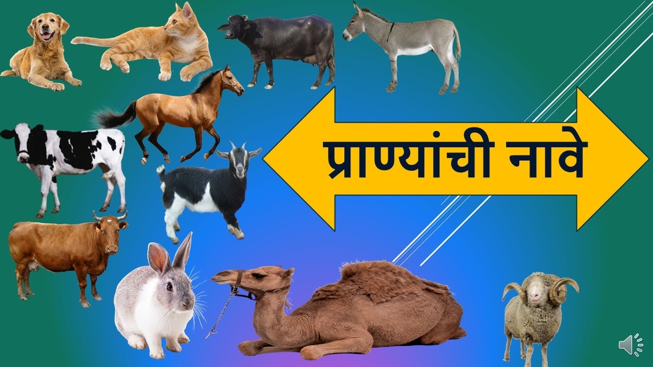 पाळीव प्राण्यांची नावे in Marathi Learn domestic animals names in ...