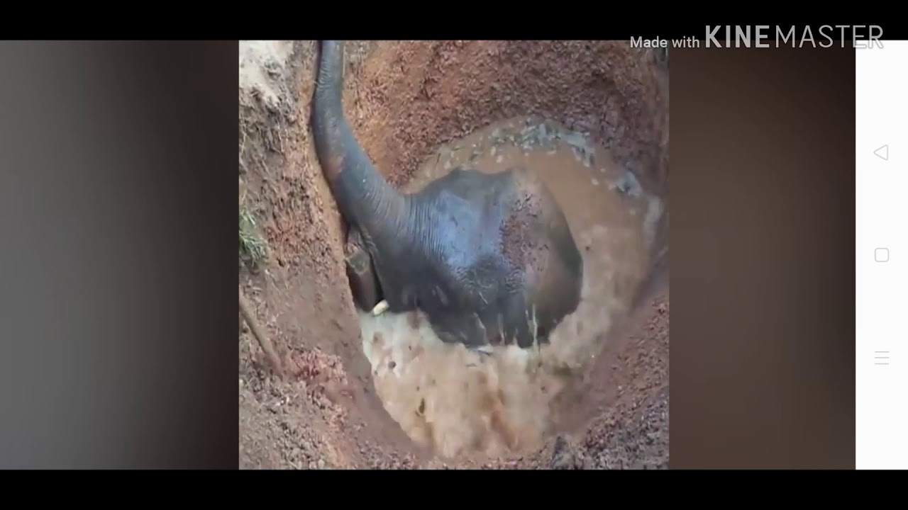 The fall of a small elephant in pit - YouTube