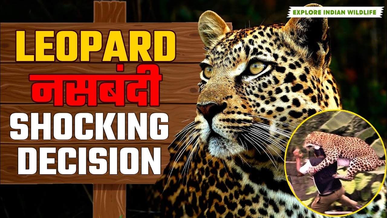 Leopard attack Maharashtra | Leopards sterlization | Nashik Leopard ...