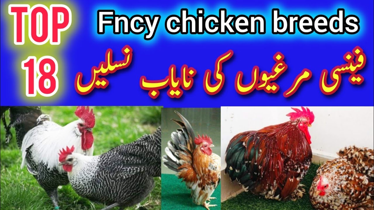 Top 18 Fancy chickens breeds | fancy murgiyon ki nayab naslen | fancy ...