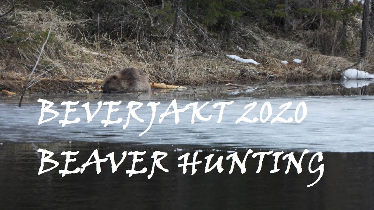 Beverjakt 2020/Beaver hunting - YouTube