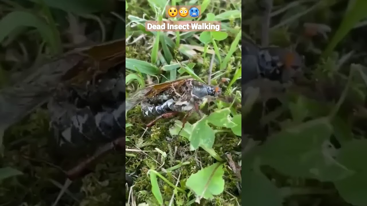 A neuro parasite taken control of the brain of a dead insect and making ...