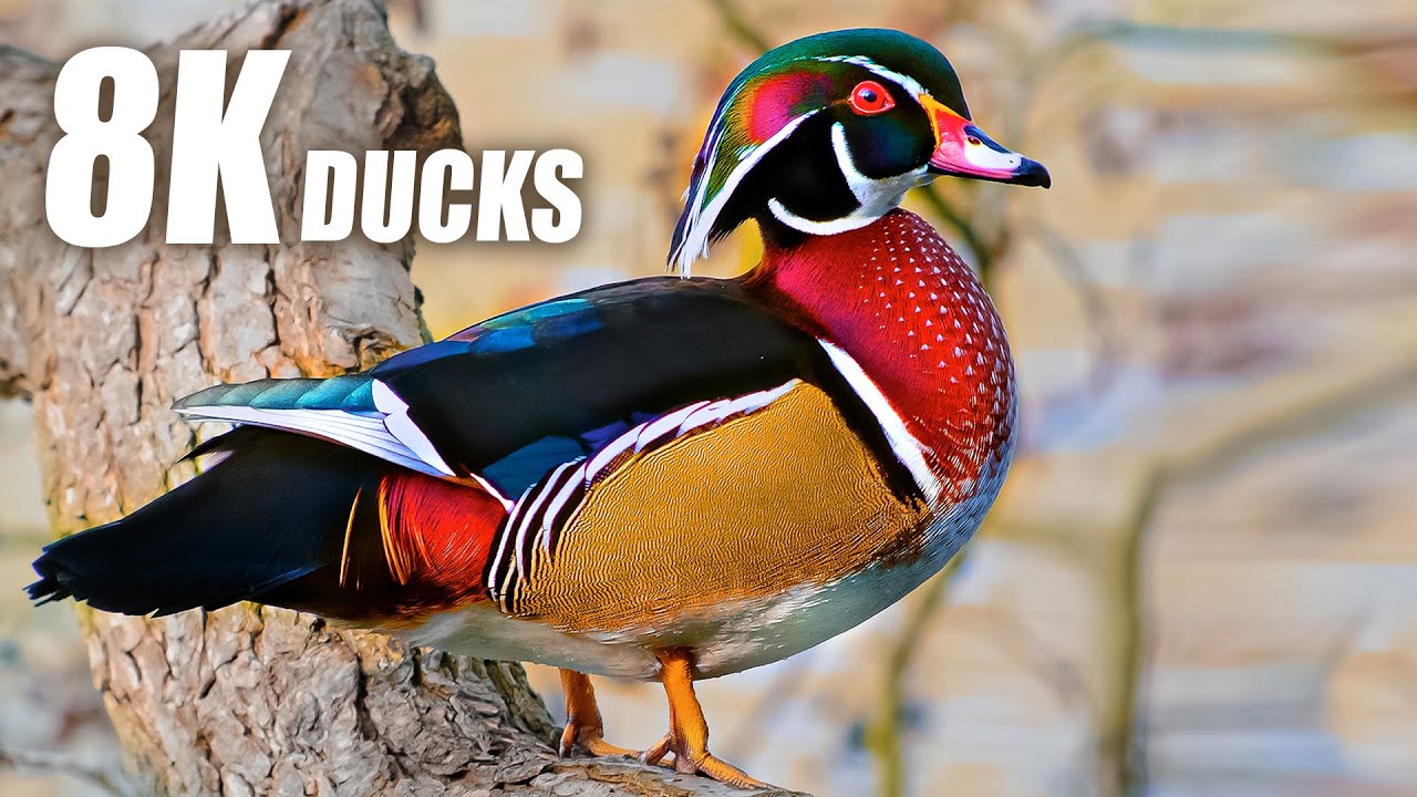 Ducks Animals Collection 8K TV HDR 60FPS ULTRA HD - YouTube
