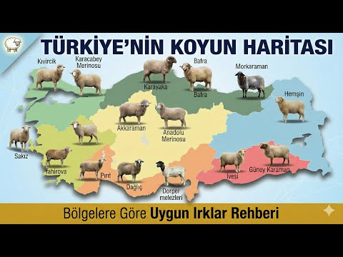 Hangi Bölge Hangi Koyun Irkı #koyun #hayvancılık #çiftlik #çiftçi #kuzu #besicilik #koyunculuk