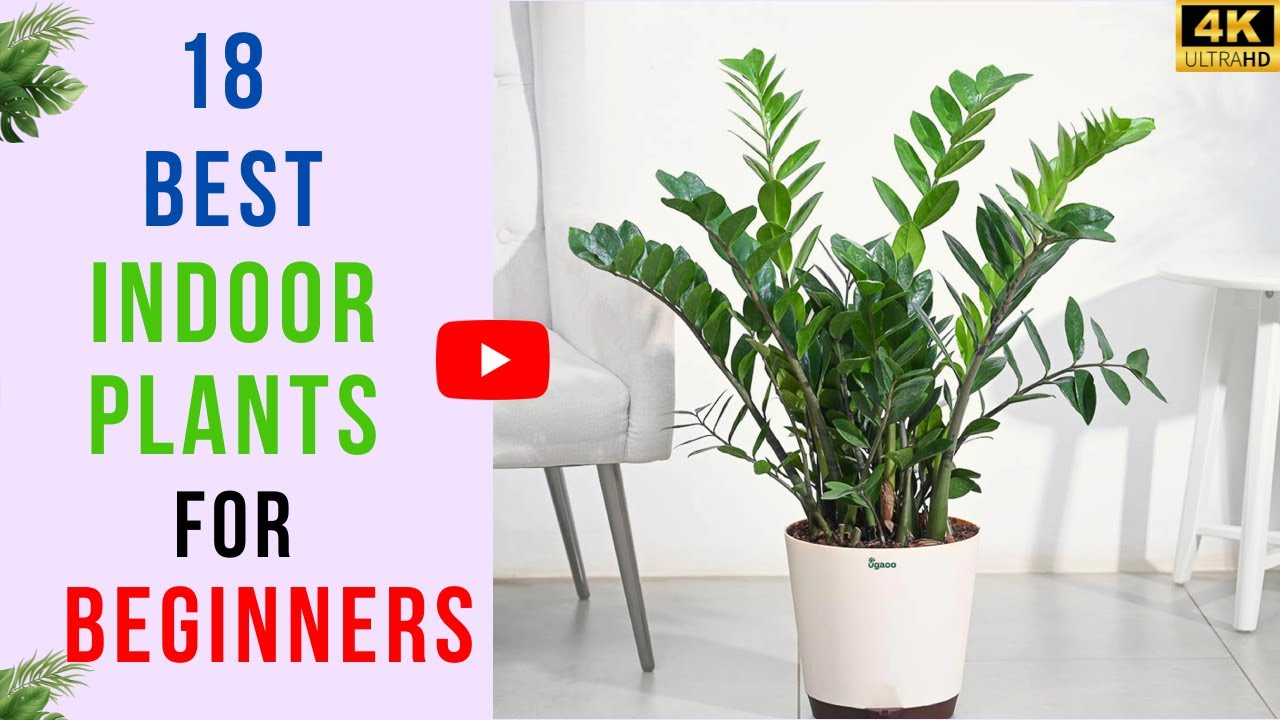 18 Best Houseplants For Beginners | Indoor Plants For Beginners | Soil ...
