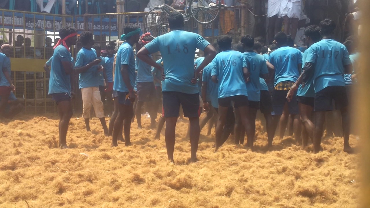 Utthangudi kelavan kovil bull in mukkampatti - YouTube
