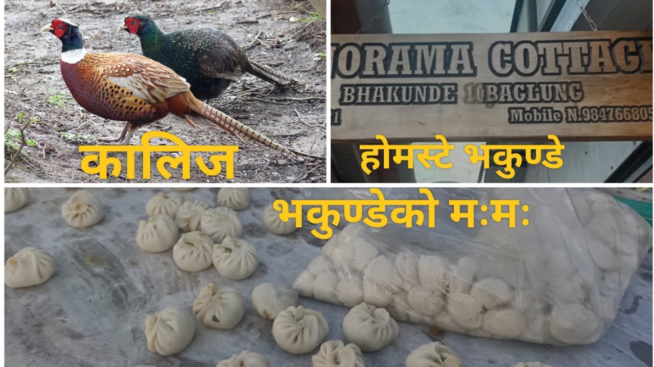 Bhakunde PANORAMA COTTAGE हुँदै rayadada को कालिज फार्म सम्मको यात्रा ...