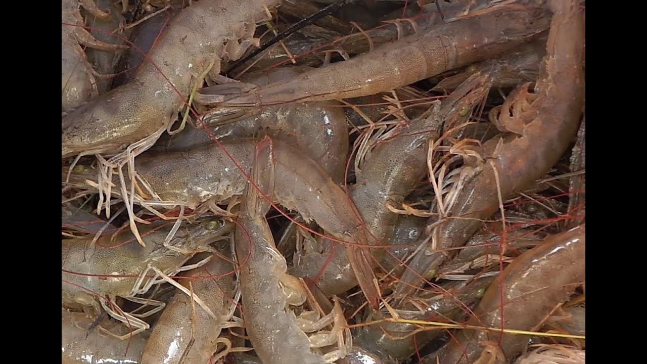 Shrimp Cocktail Catching with Cast Net | Shrimp try to Hunting Tiger ...