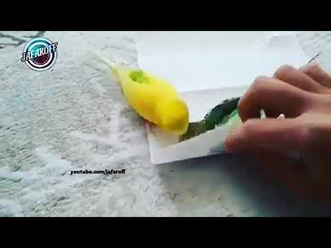Balaca quşun sevgisi