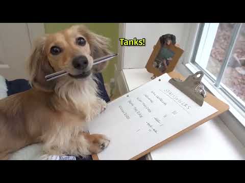 Ep 56: Not a Puppy Anymore! — Day in the Life of Daphne the Dachshund