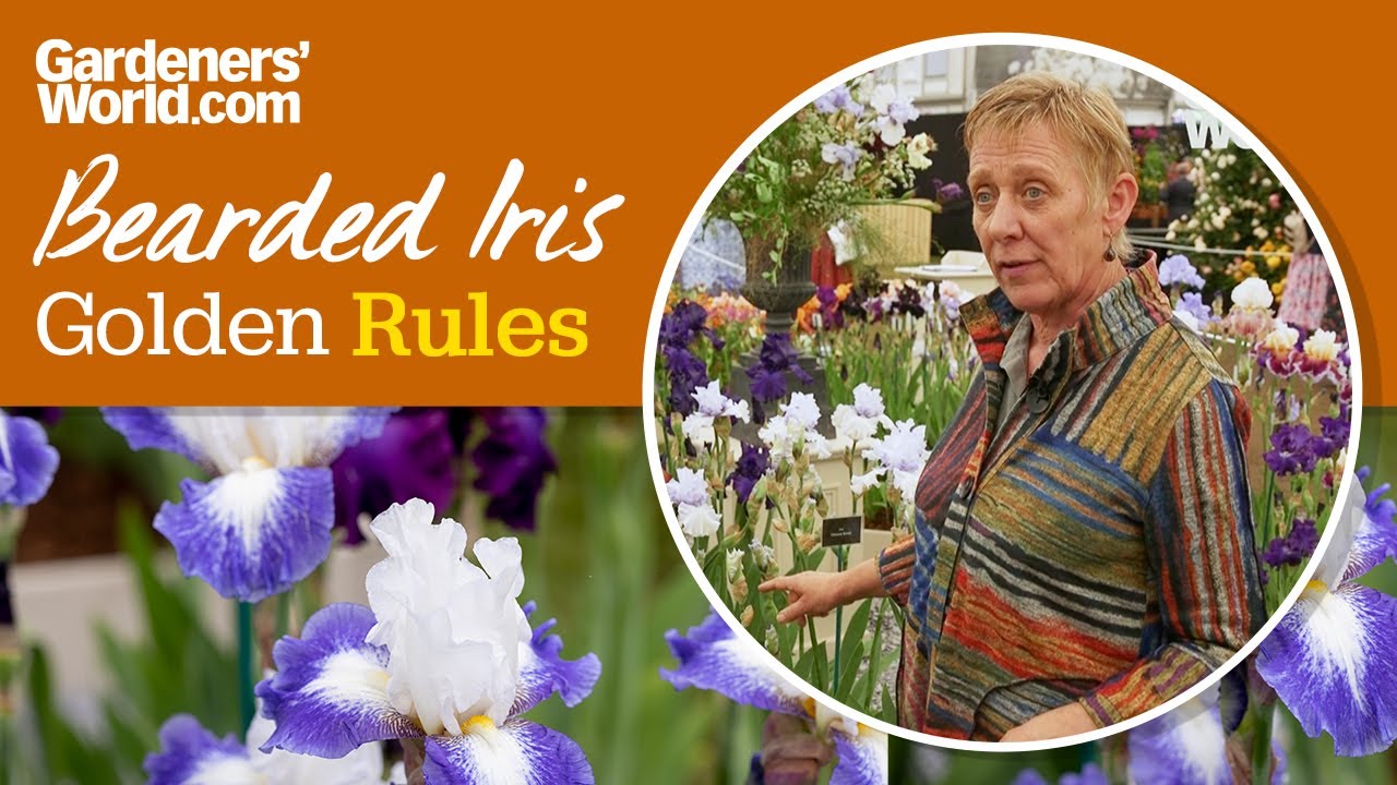 Caring for bearded iris | Golden Rules - YouTube