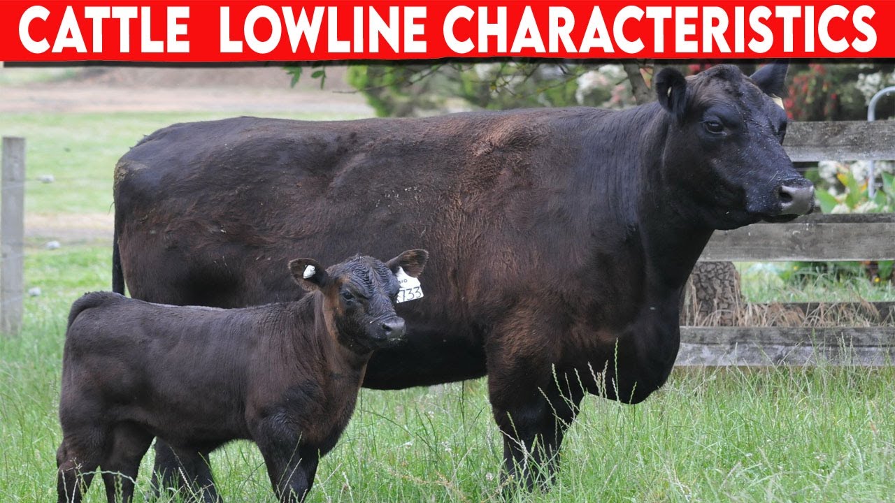 ⭕ Cattle Breeds LOWLINE Characteristics Cattle LOWLINE / Bulls LOWLINE ...