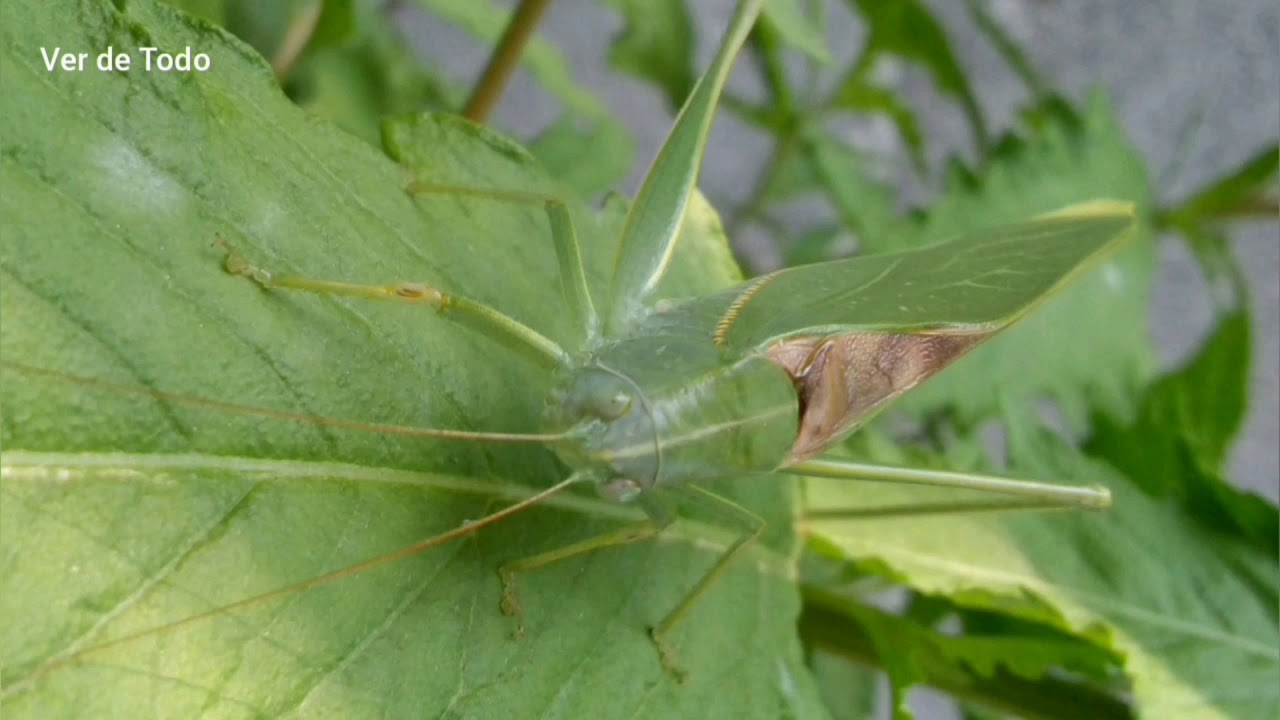 Caracteristicas de la esperanza Insecto - YouTube