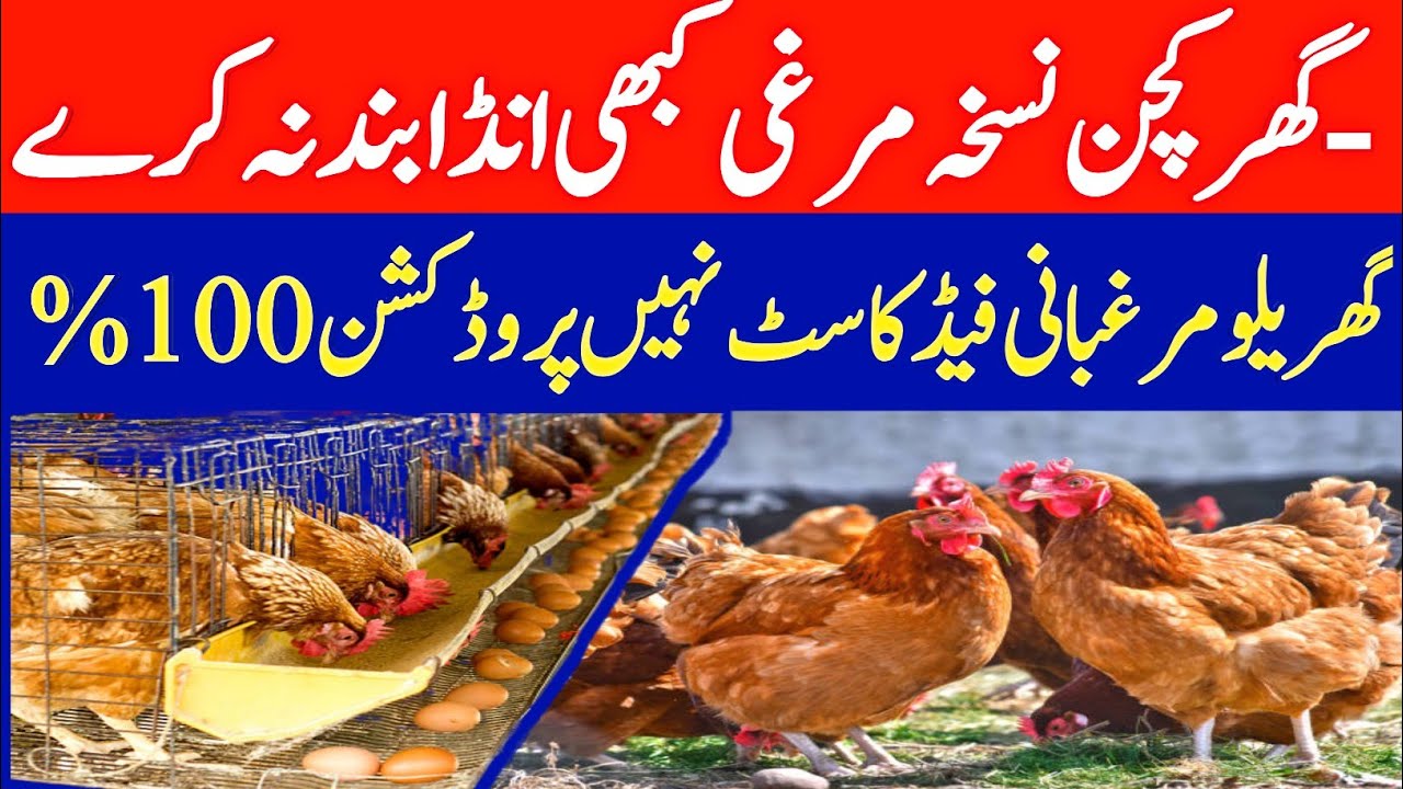 GOLDEN MISRI FARMING I MURGI I hen farming l hens l lohman brown hen l ...