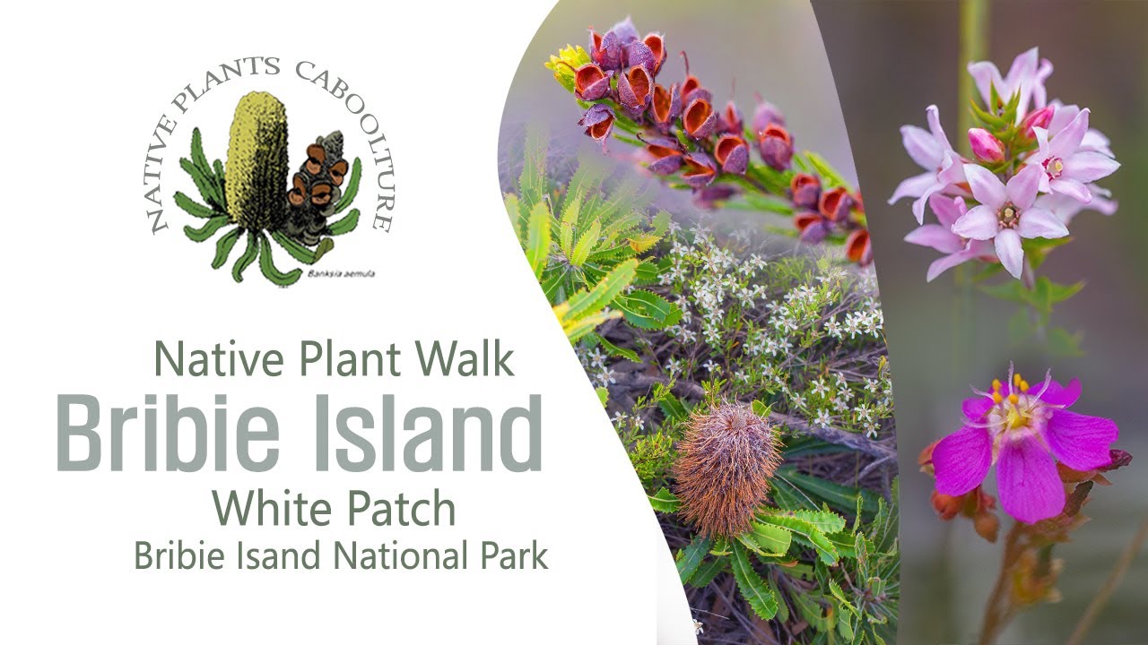 Native Plants of Queensland Caboolture Bribie Plant Walk Aug 2024 - YouTube