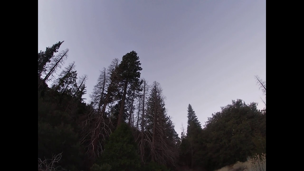 squirrel hunting expedition (d8 zone)california - YouTube