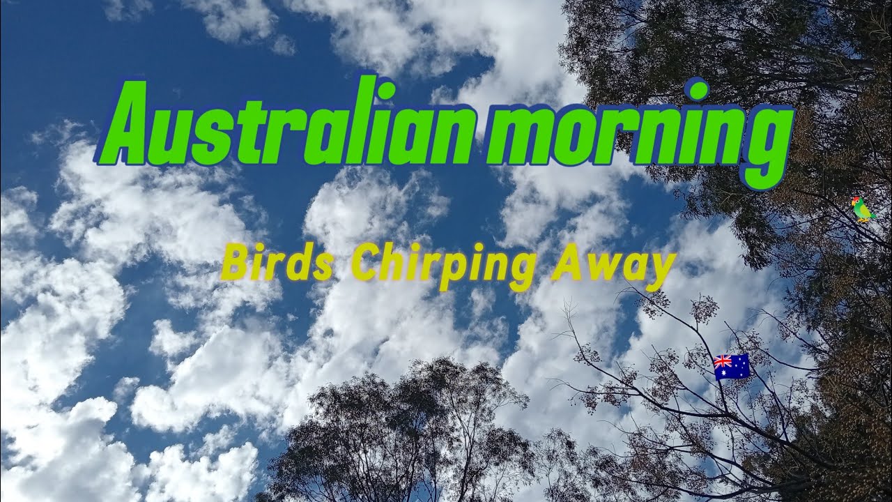 #28live Australian Native Birds Morning Chirping 🦜🕊️ - YouTube