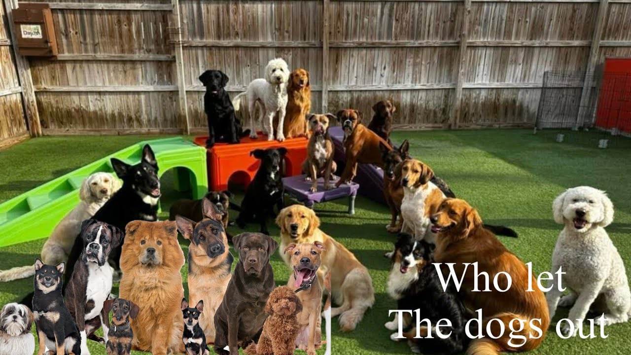 Who let the dogs out - YouTube