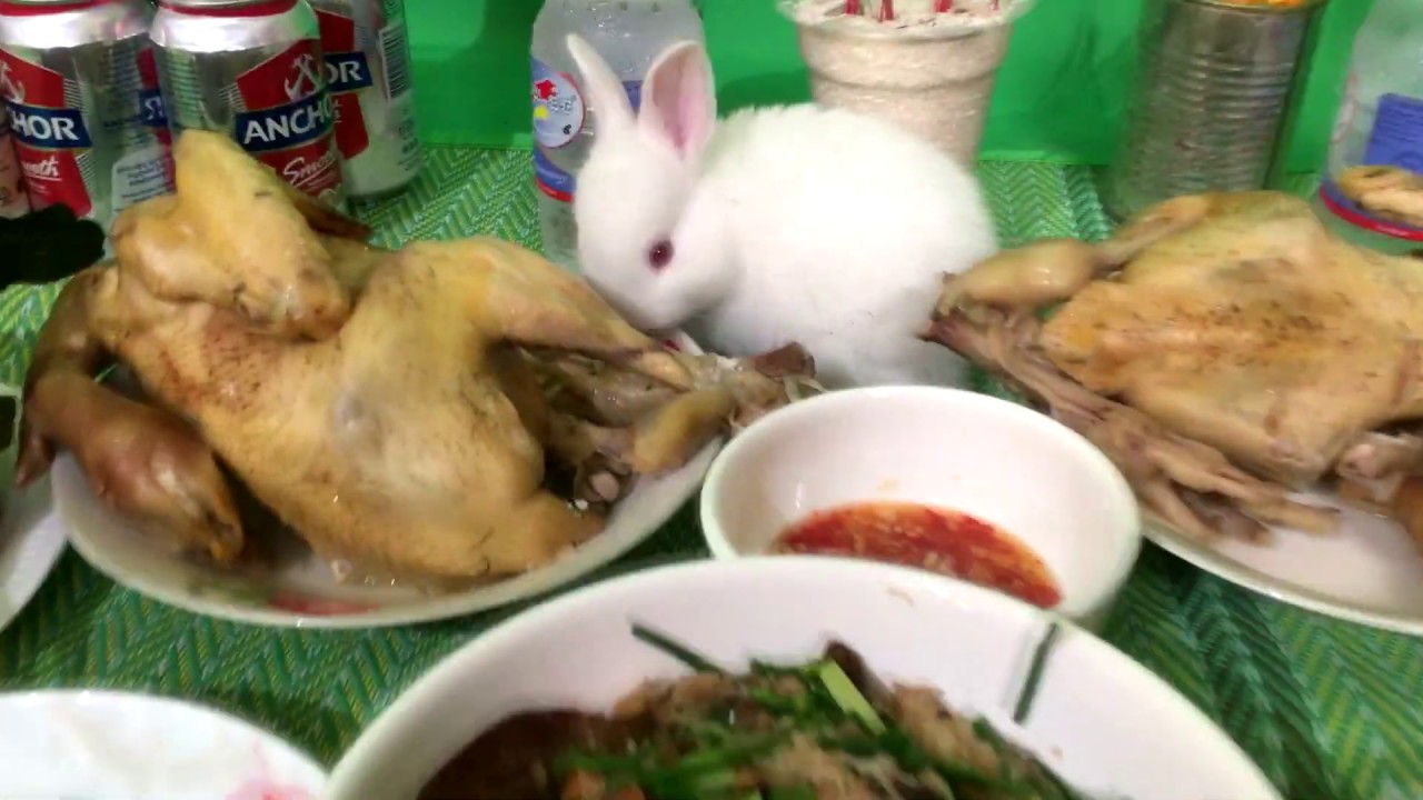 The two rabbit babies are so cute and they eat chicken, is not it weird ...