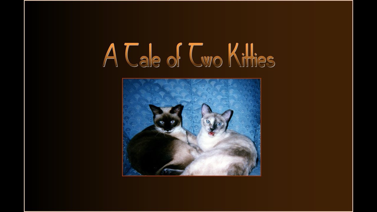 A Tale of Two Kitties - YouTube