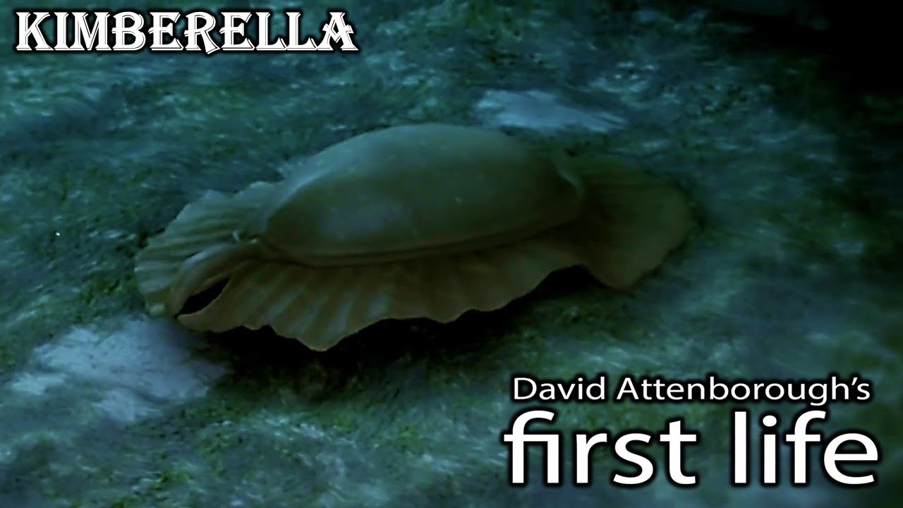 David Attenborough First Life Kimberella screen time - YouTube