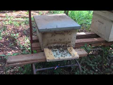 How To Collect Honey Bee Venom
