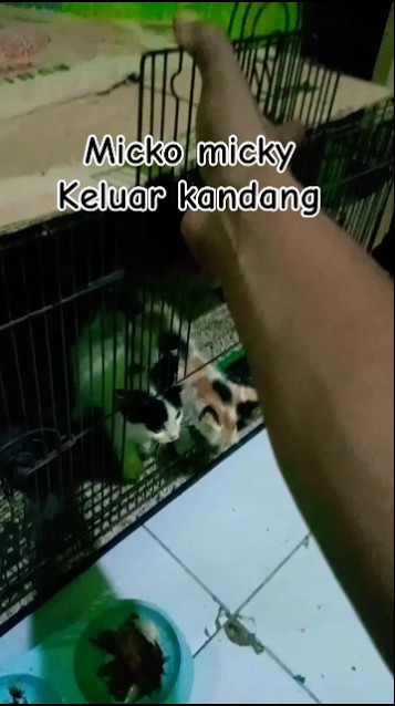 micko Micky keluar kandang #feedshorts #cat #catshorts #catlover #mickomicky #catvideos #kitten ...