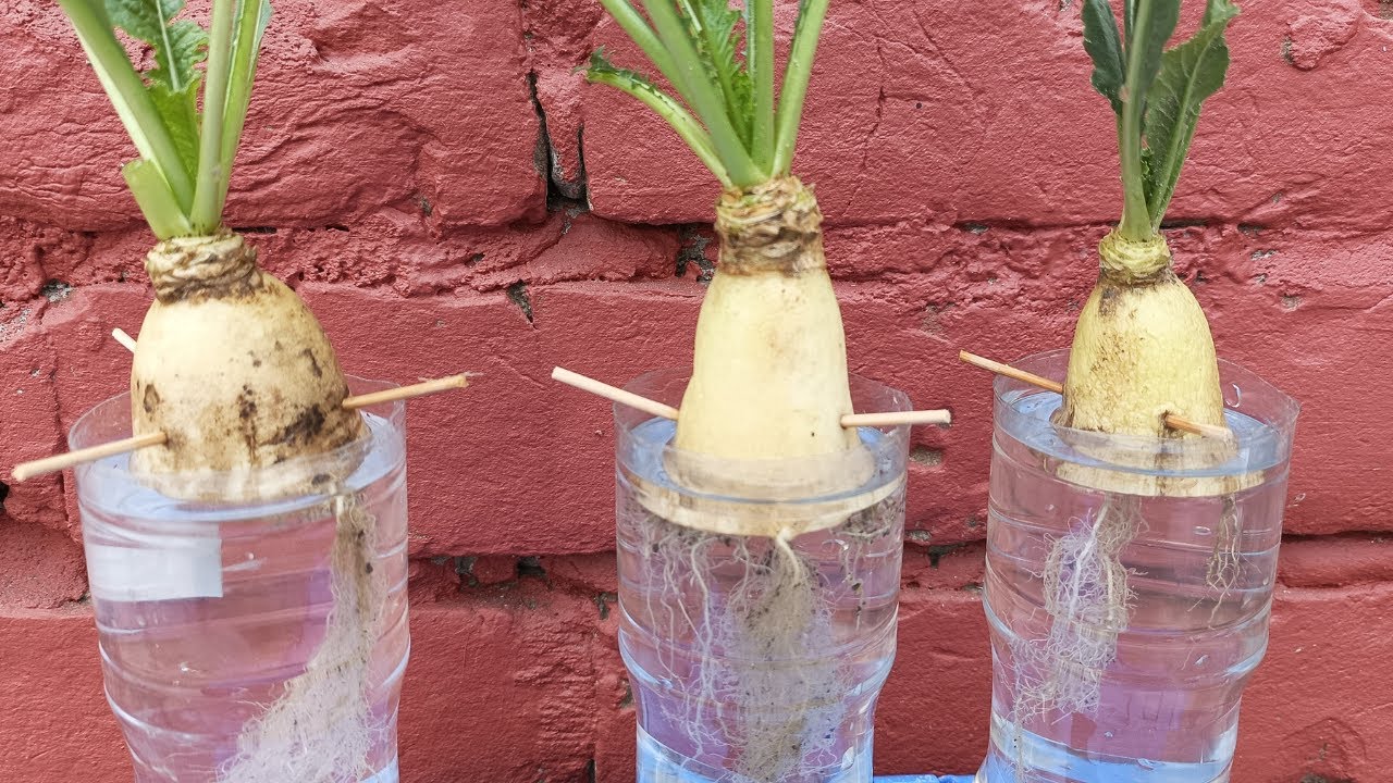 How To Growing Radish From Cutting At Home Easy Way. MM Grafting - YouTube