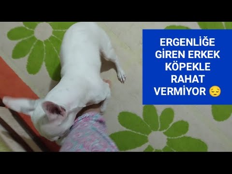 Sapık Köpeğim Pars Bacağıma Dadandı 😱