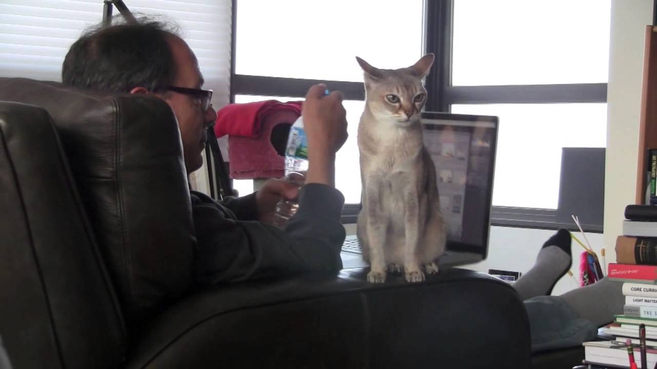 Manipulative KC: "I want your water" (Singapura cat) - YouTube