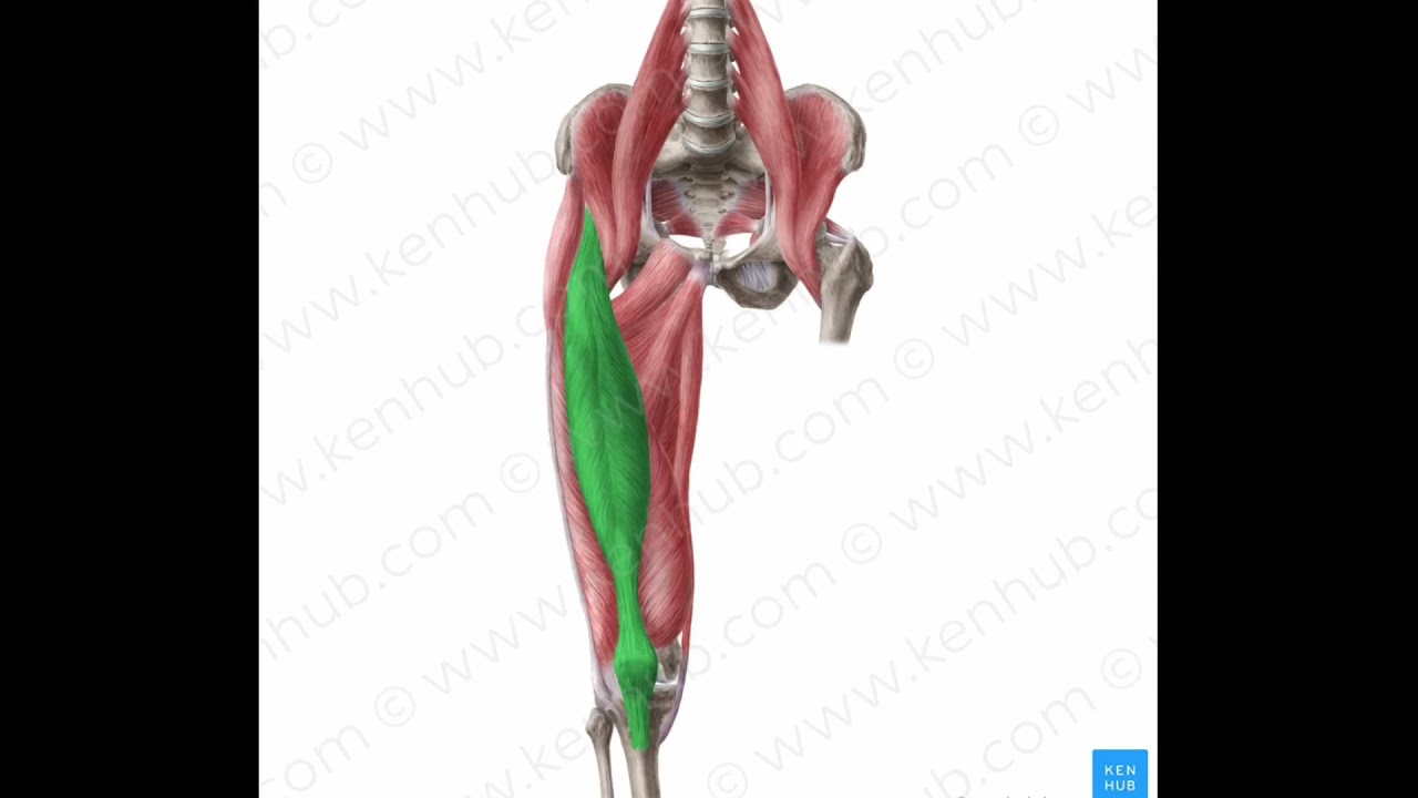 Quadricep Rectus Femoris Mmt Youtube Quads Electrode Pad Placement