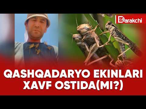QASHQADARYO EKINLARI XAVF OSTIDA(MI?)