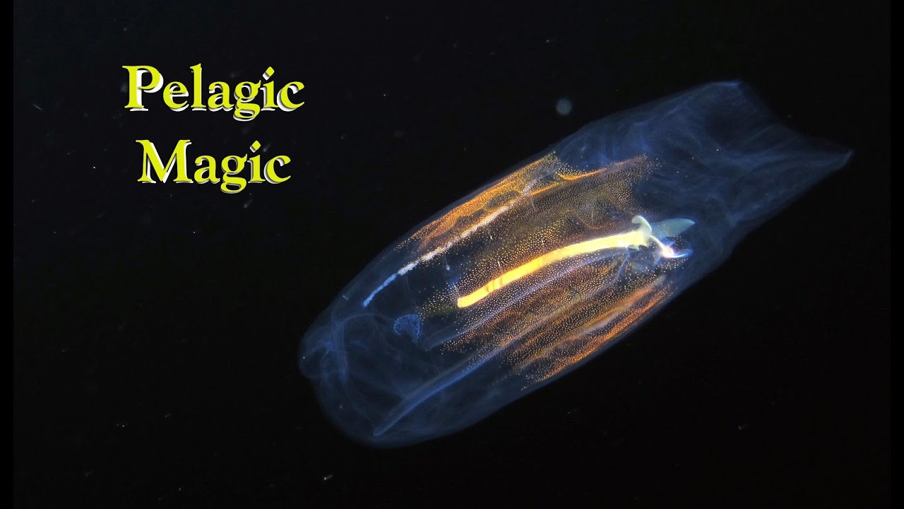 Pelagic Magic - YouTube