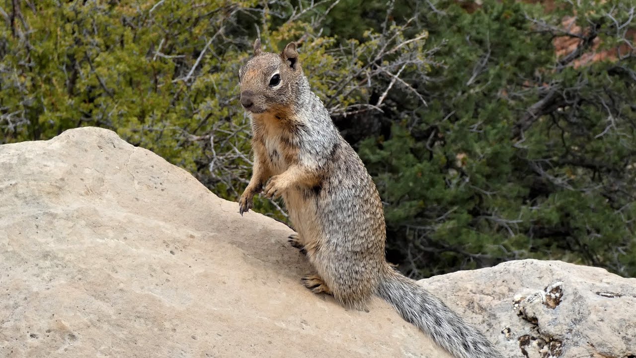 Rock Squirrel in Grand Canyon National Park (don't eat and watch) - YouTube