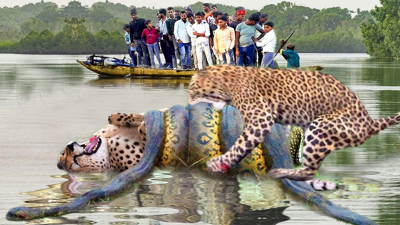 Canconda Python Fights With Ferocious Leopards || Wild Animals Attack - YouTube