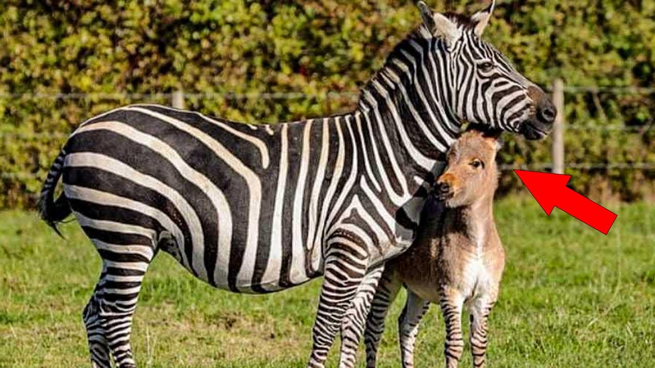 Zebra Gave Birth To A Donkey! Here Is How This Amazing Zebroid Looks ...