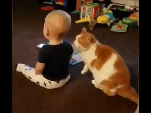 kucing ini selalu menggoda anak majikan...!!!!