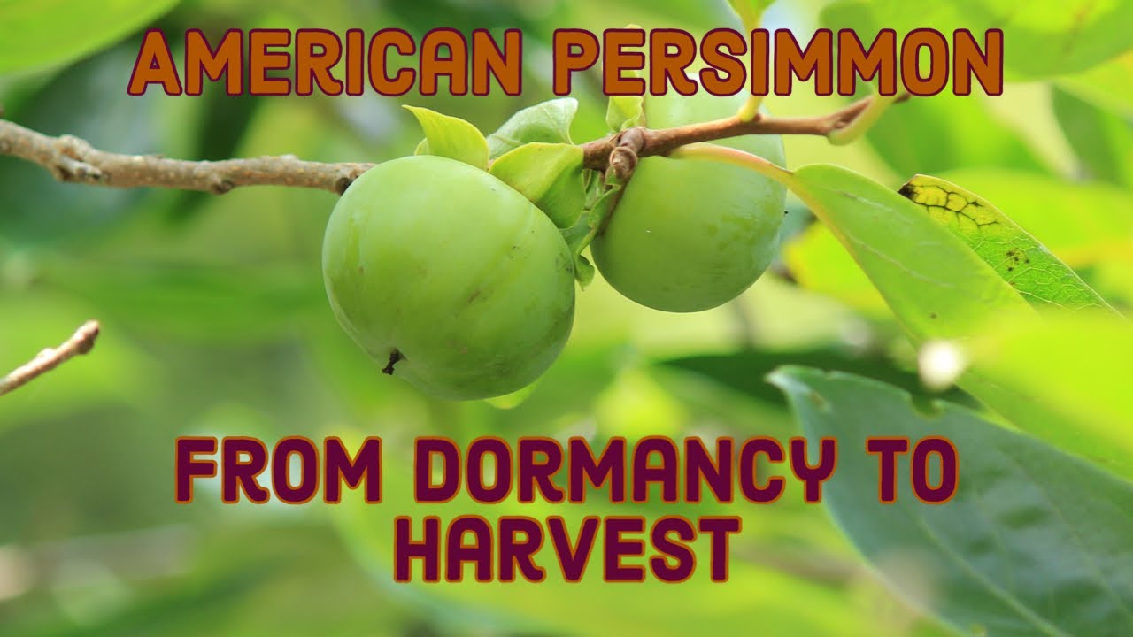 American Persimmon Tree - See it from dormant through harvest - What to ...