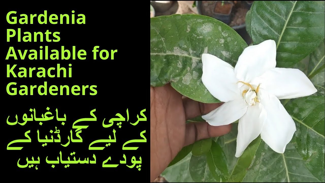 Gardenia Heaven Scent Plants Available for Karachi Gardeners - YouTube