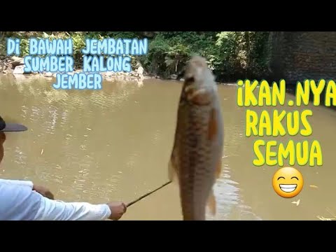 mancing WADER bawah jembatan sumber kalong jember,ikan.n rakus mas bro!!!!!mantulllll😁# ...