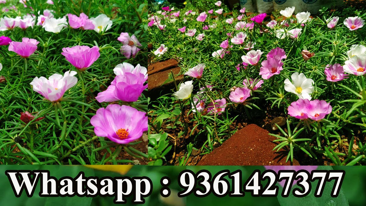 7 COLORS JUMBO PORTULACA COLLECTION - Pathumani - table rose ...