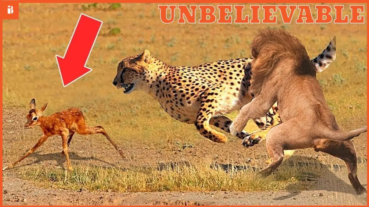 Unbelievable 15 Times Predators SAVED Their Prey @BeastReacts - YouTube