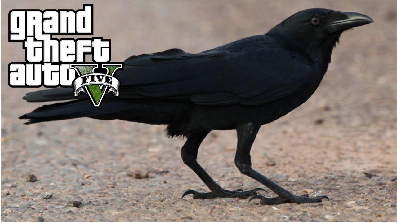 GTA 5 NeXT GeN How to be a BIRD!!! - YouTube