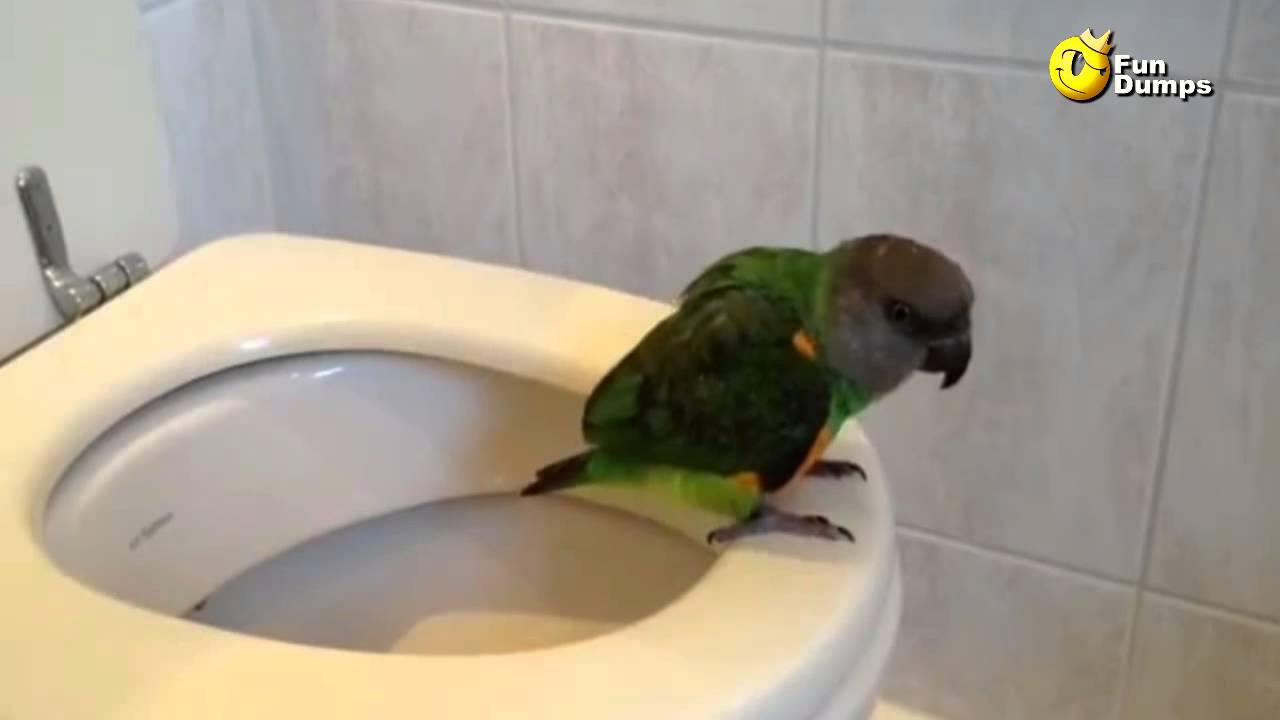 Potty Trained Bird - YouTube