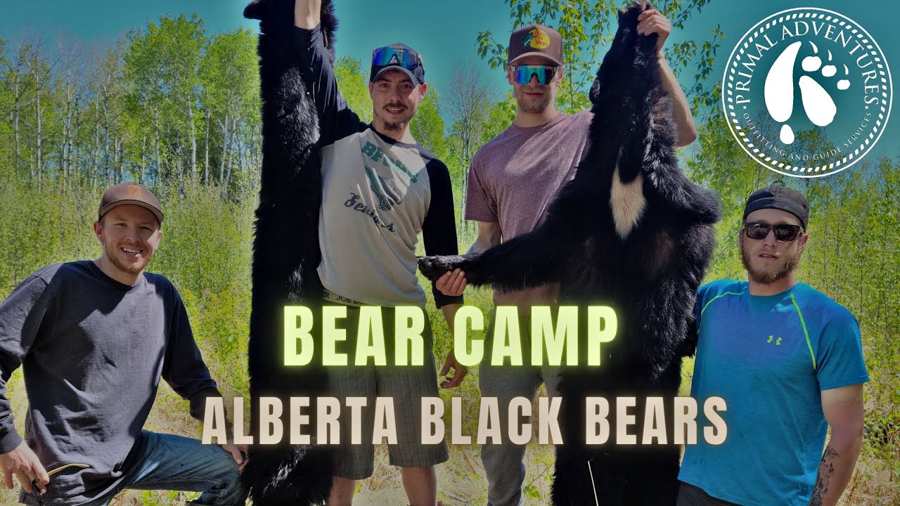 3 BEARS DOWN at BEAR CAMP | Alberta Black Bear Camp - YouTube