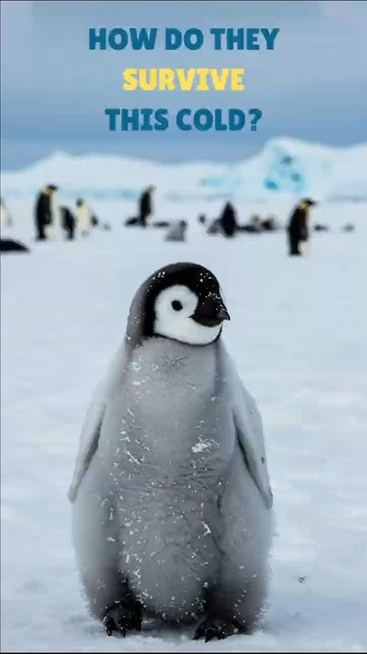 How Penguins Survive the Cold Will Blow Your Mind! 🐧 ️ #facts #shorts # ...