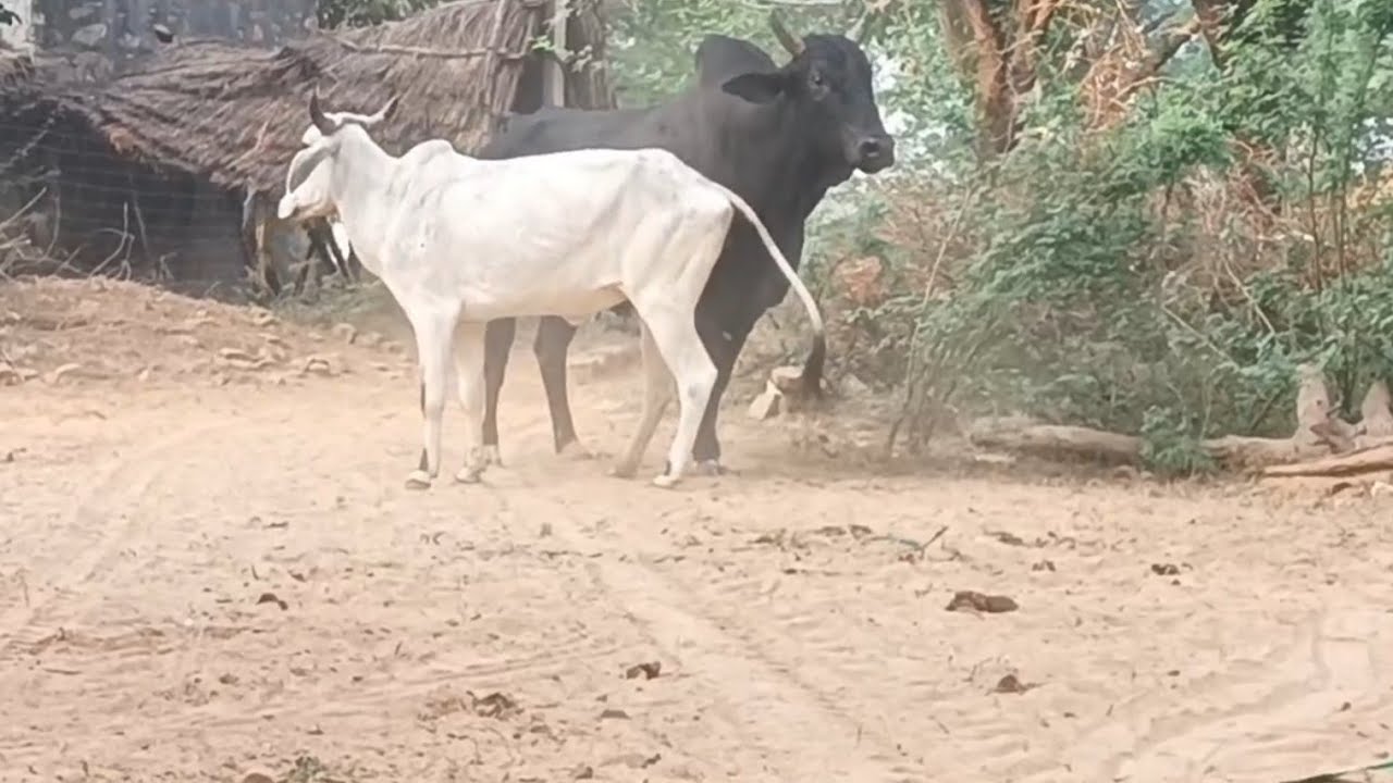 Black Diamond Bull Video||Murrah Video - YouTube